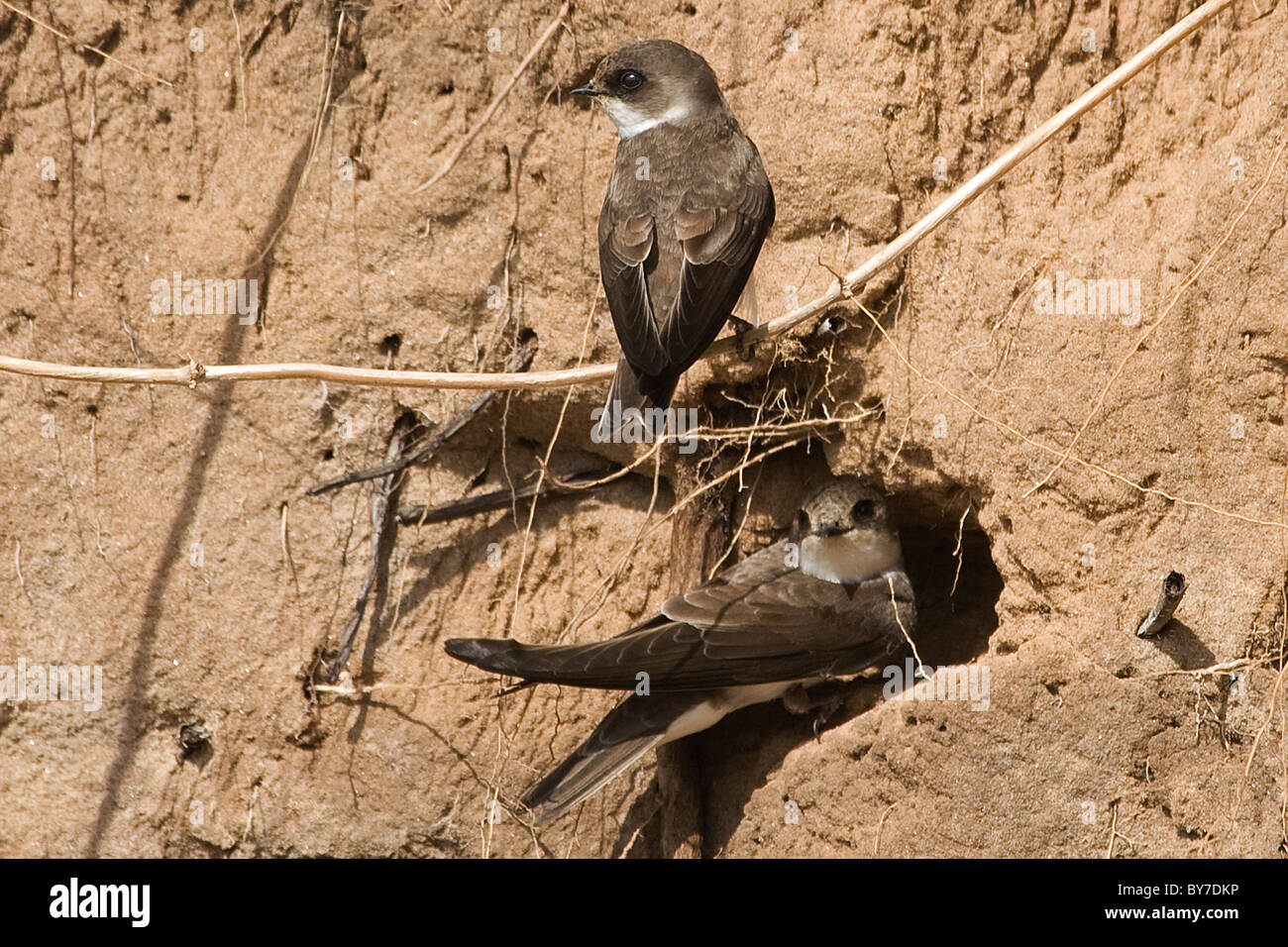 Sand martin uk hi-res stock photography and images - Alamy