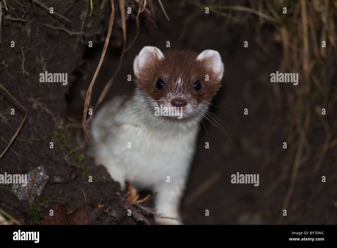 Stoat mammals hi-res stock photography and images - Alamy