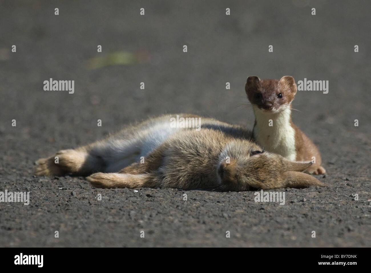 Stoat and rabbit Stock Photo - Alamy