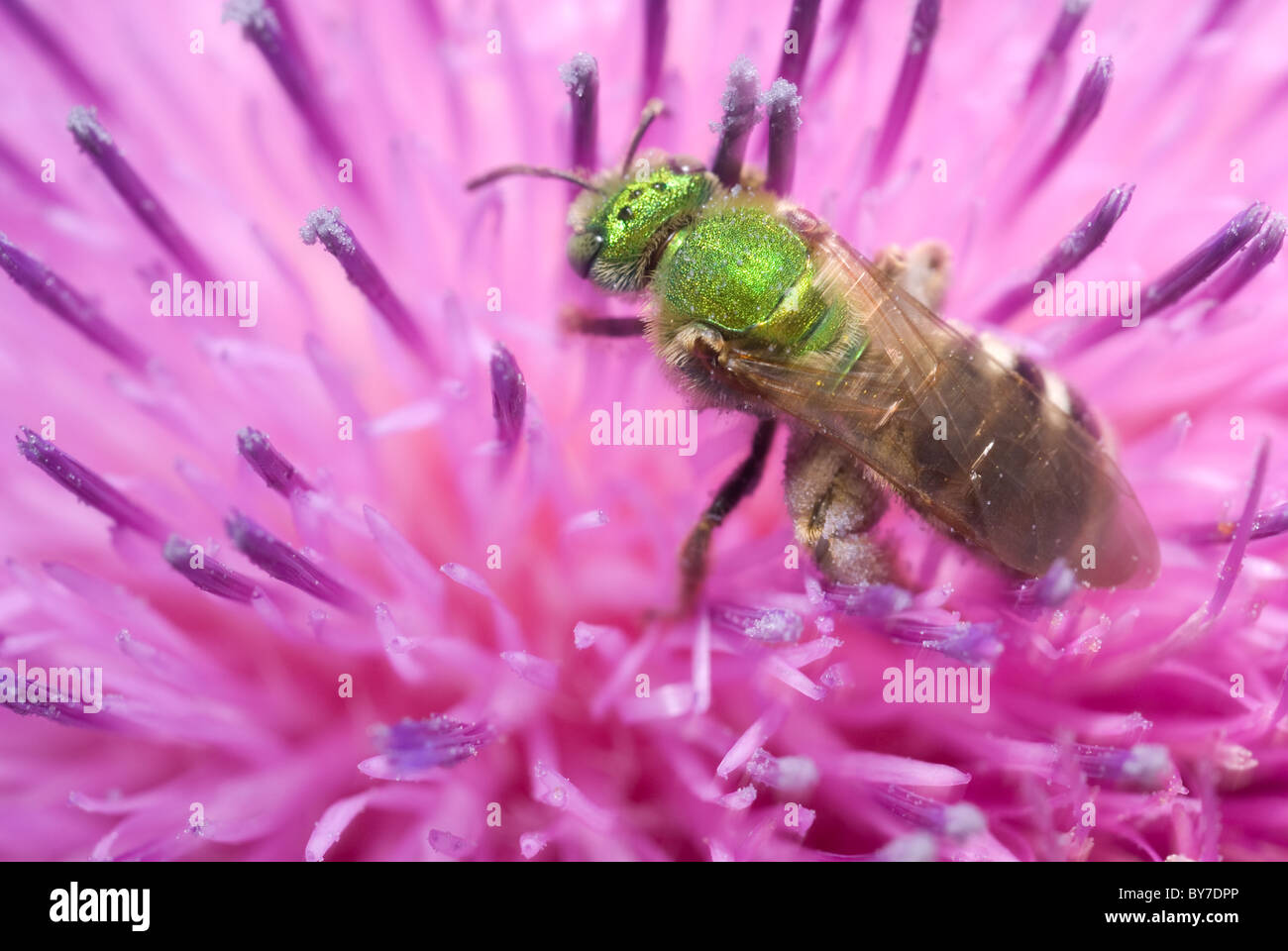 Virescent Green Metallic Bee (Agapostemon virescens Stock Photo - Alamy