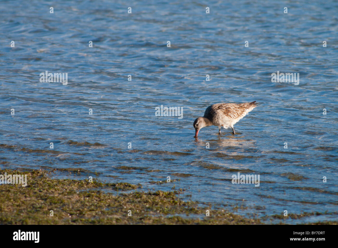 Bar-tailed Godwit (Limosa lapponica) on Lord Howe Island Stock Photo ...