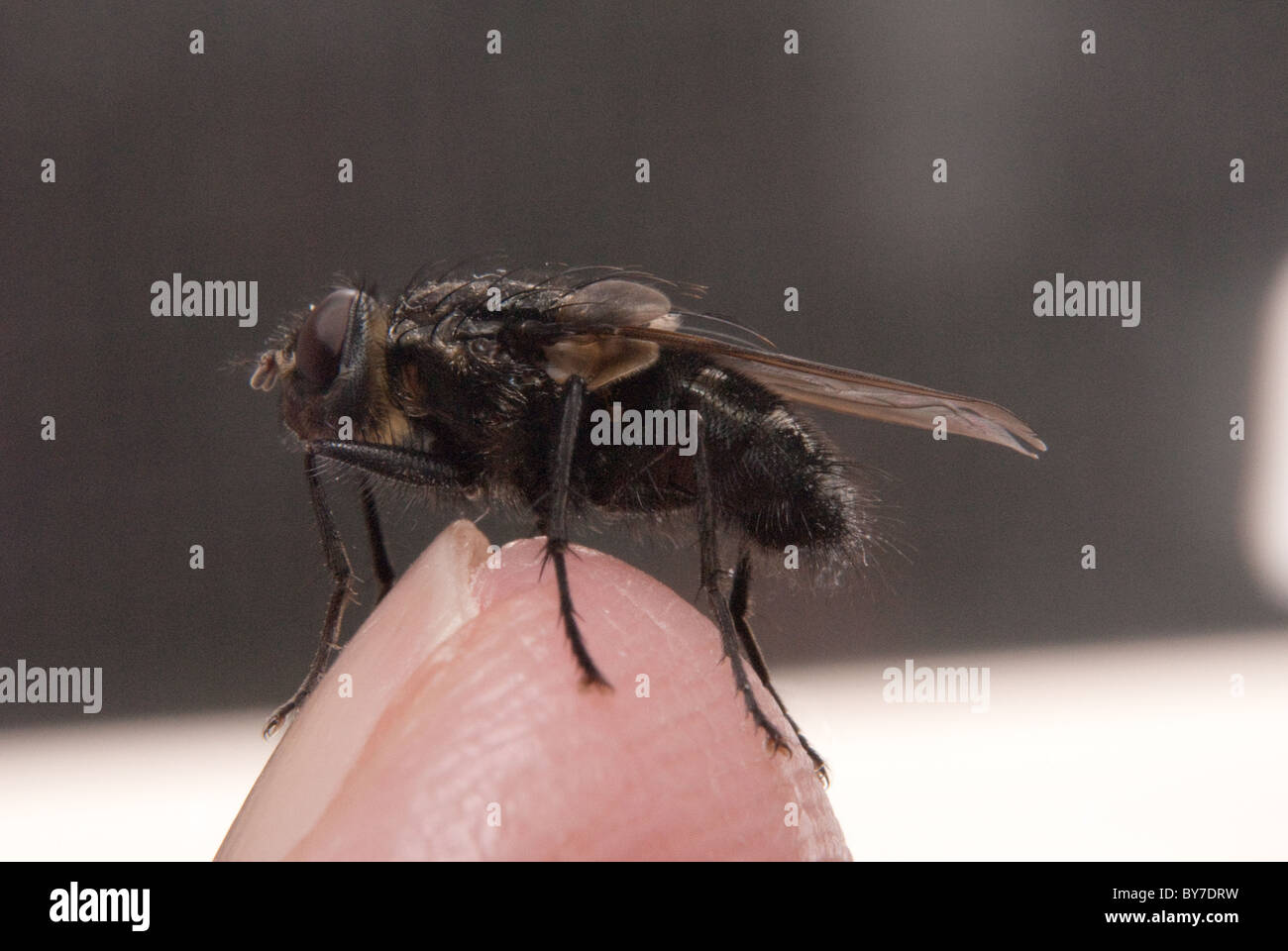 Cluster Fly (Pollenia rudis) On my finger Stock Photo - Alamy
