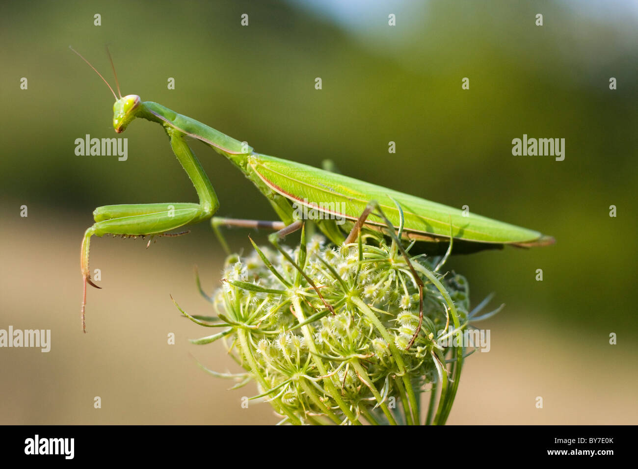 Mantis queen hi-res stock photography and images - Alamy