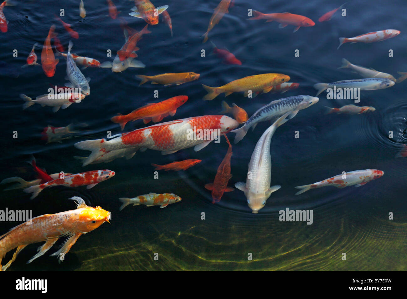 Cultured fish hi-res stock photography and images - Alamy