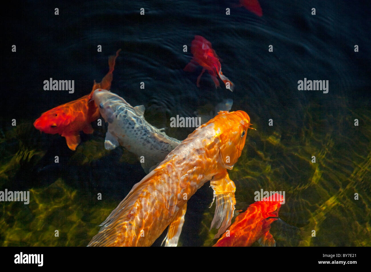 Cultured fish hi-res stock photography and images - Alamy