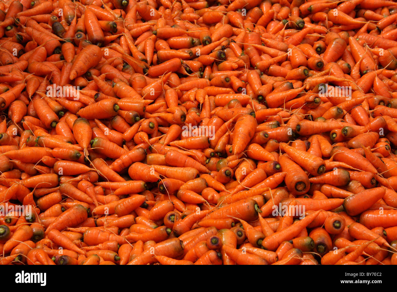 fresh carrot produce,vattavada,kerala,india Stock Photo - Alamy