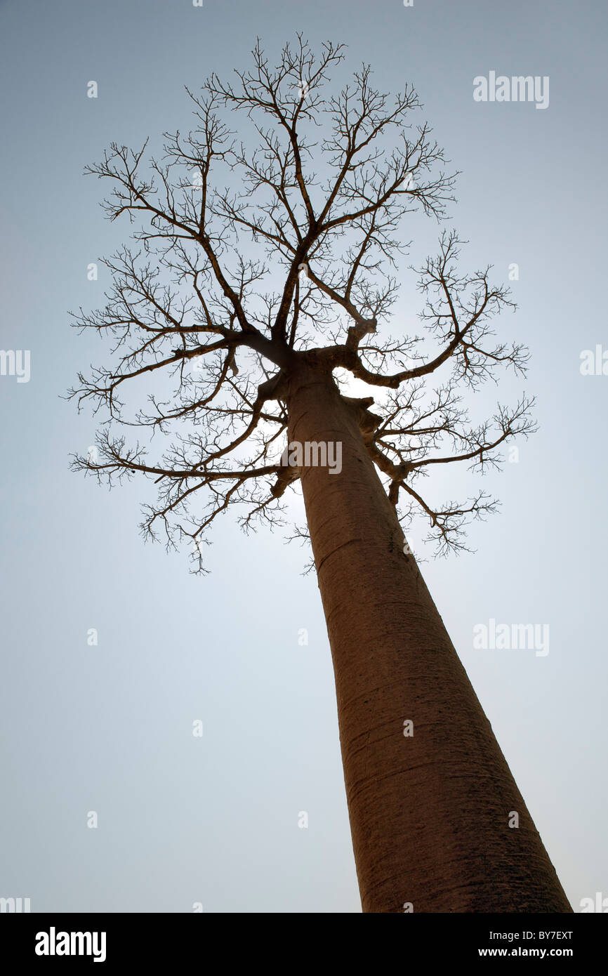 Giant Baobab tree along the Avenue of the Giant Baobabs in southwest ...