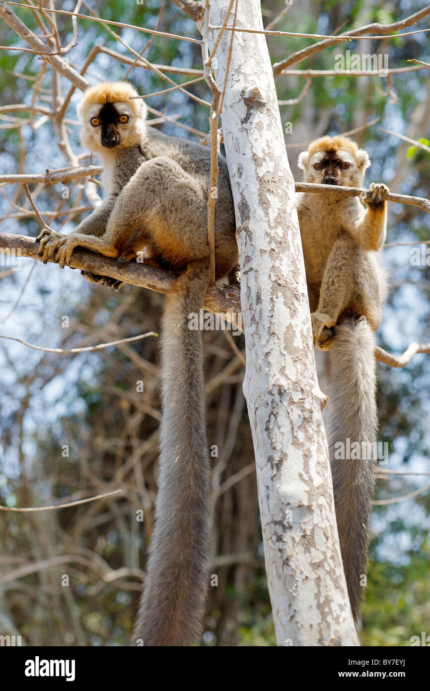 Lemurs couple hi-res stock photography and images - Alamy