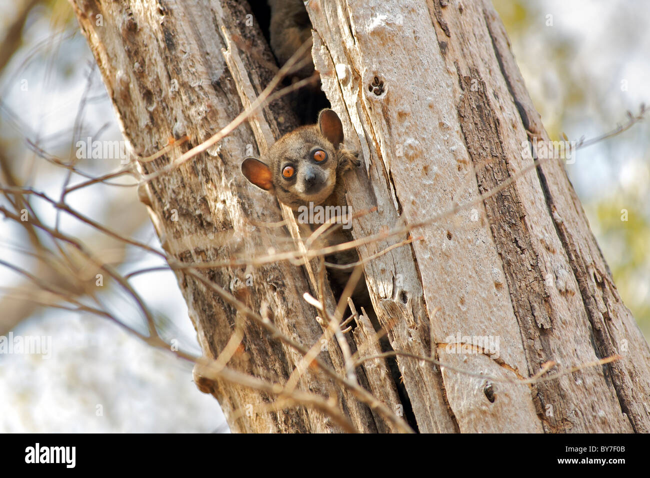 Red tailed lemur hi-res stock photography and images - Alamy