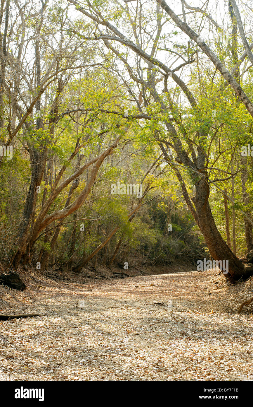 Madagascar forest hi-res stock photography and images - Alamy