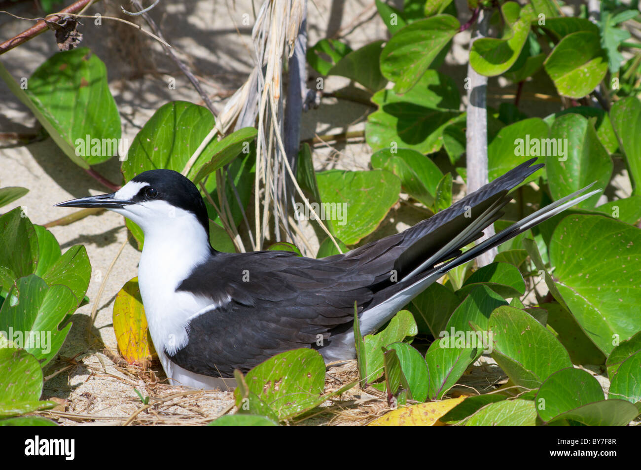 Sooty Tern (Sterna fuscata) at colony on Ned's Beach on Lord Howe ...
