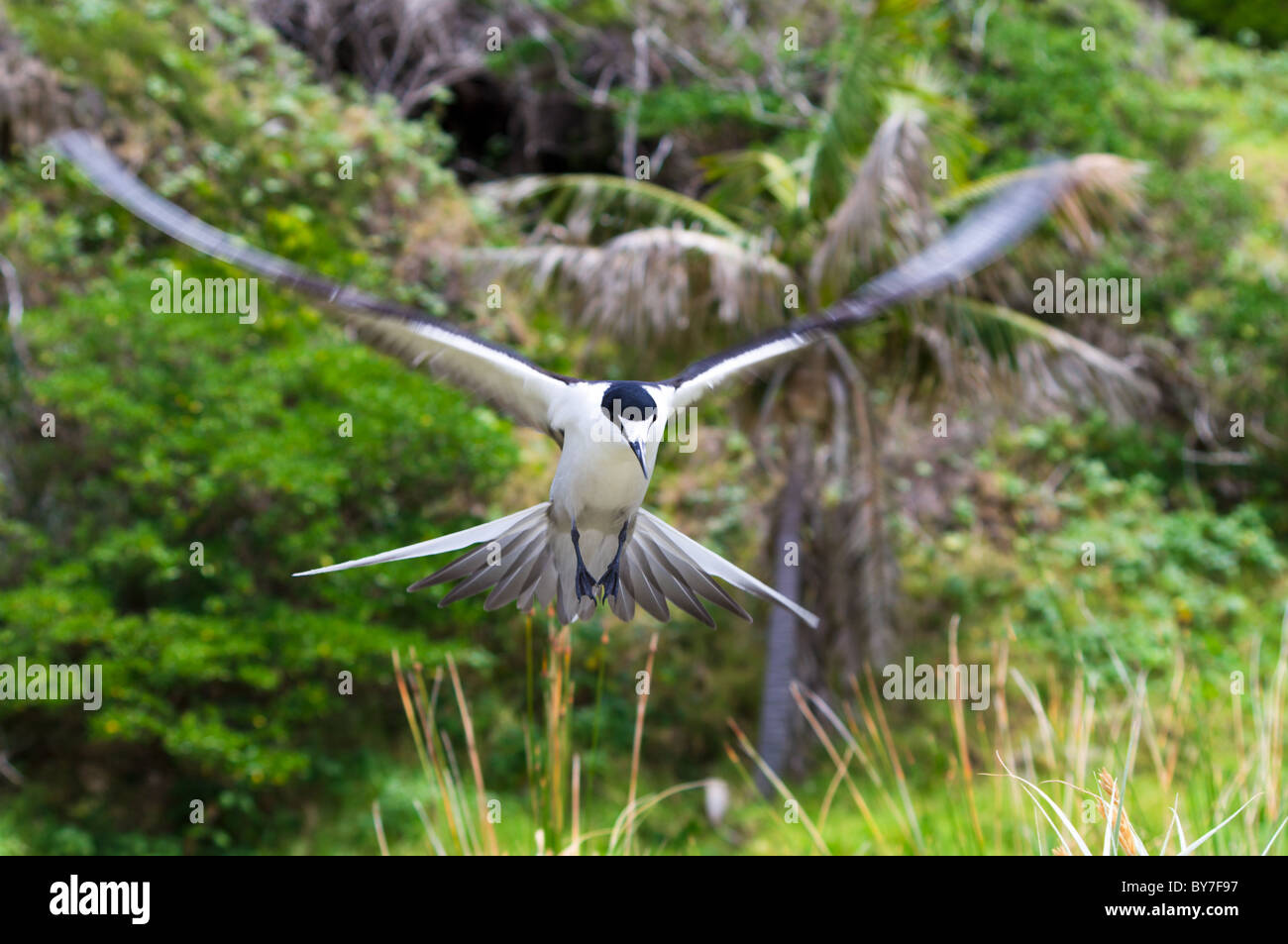 Sooty Tern (Sterna fuscata) at colony on Ned's Beach on Lord Howe ...