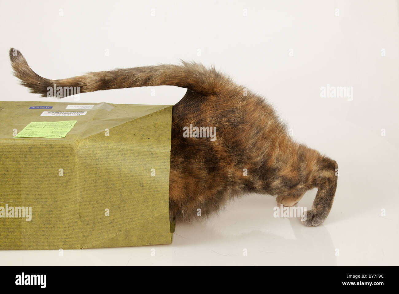 Domestic tortoise-shell house cat pokes his front half into a paper bag ...