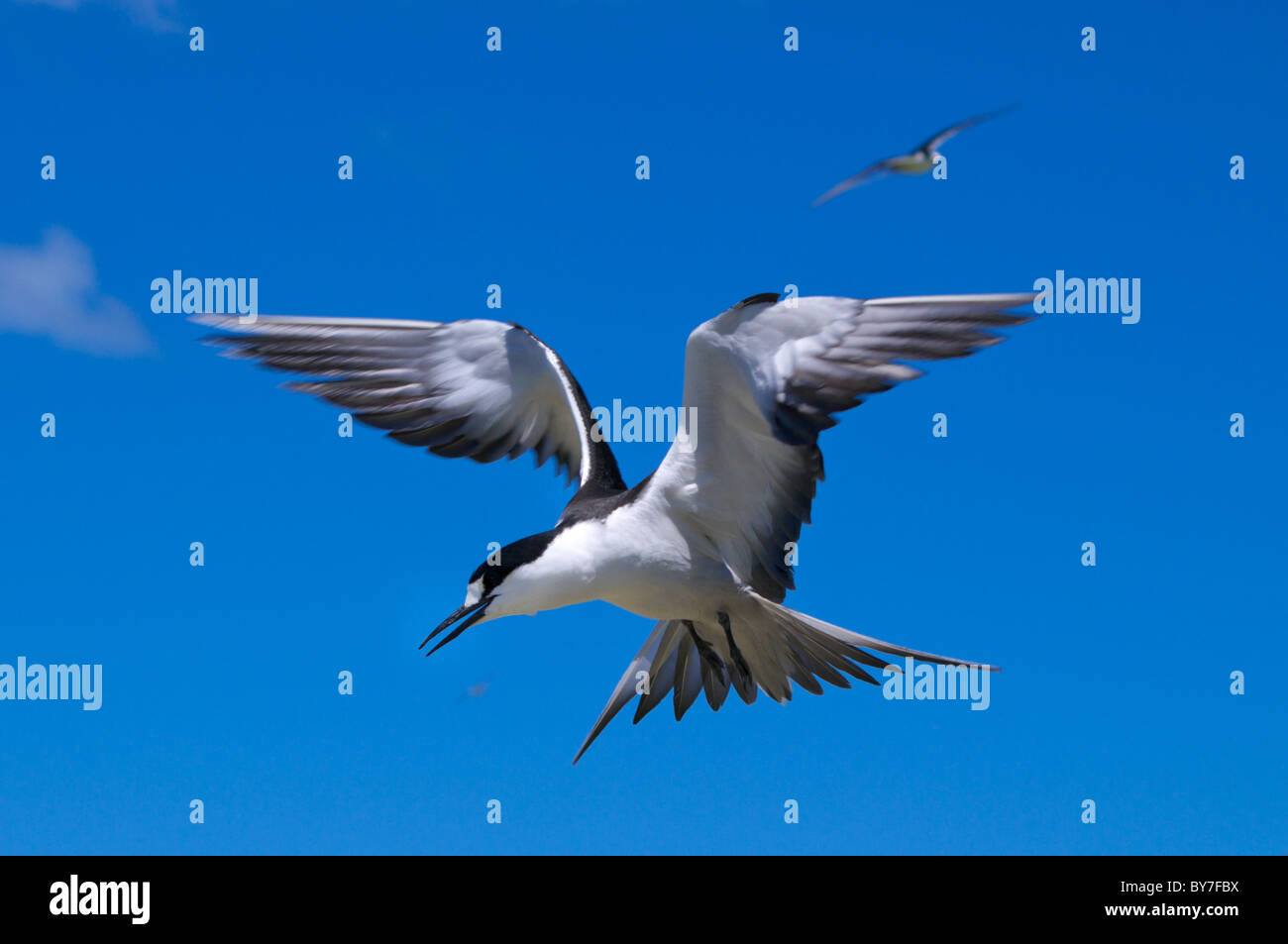 Sooty tern sterna fuscata colony hi-res stock photography and images ...