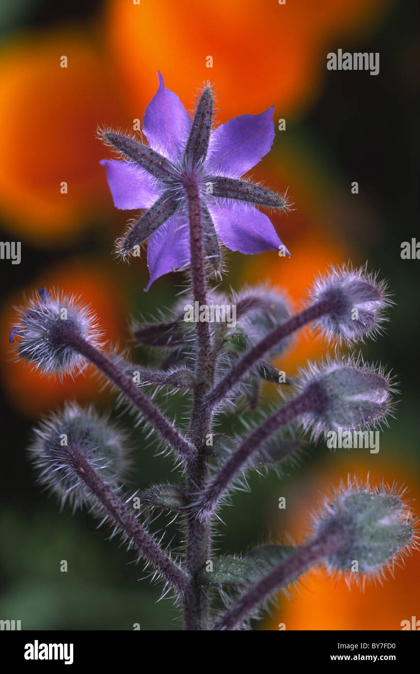 Reverse side of a blooming flower Stock Photo - Alamy
