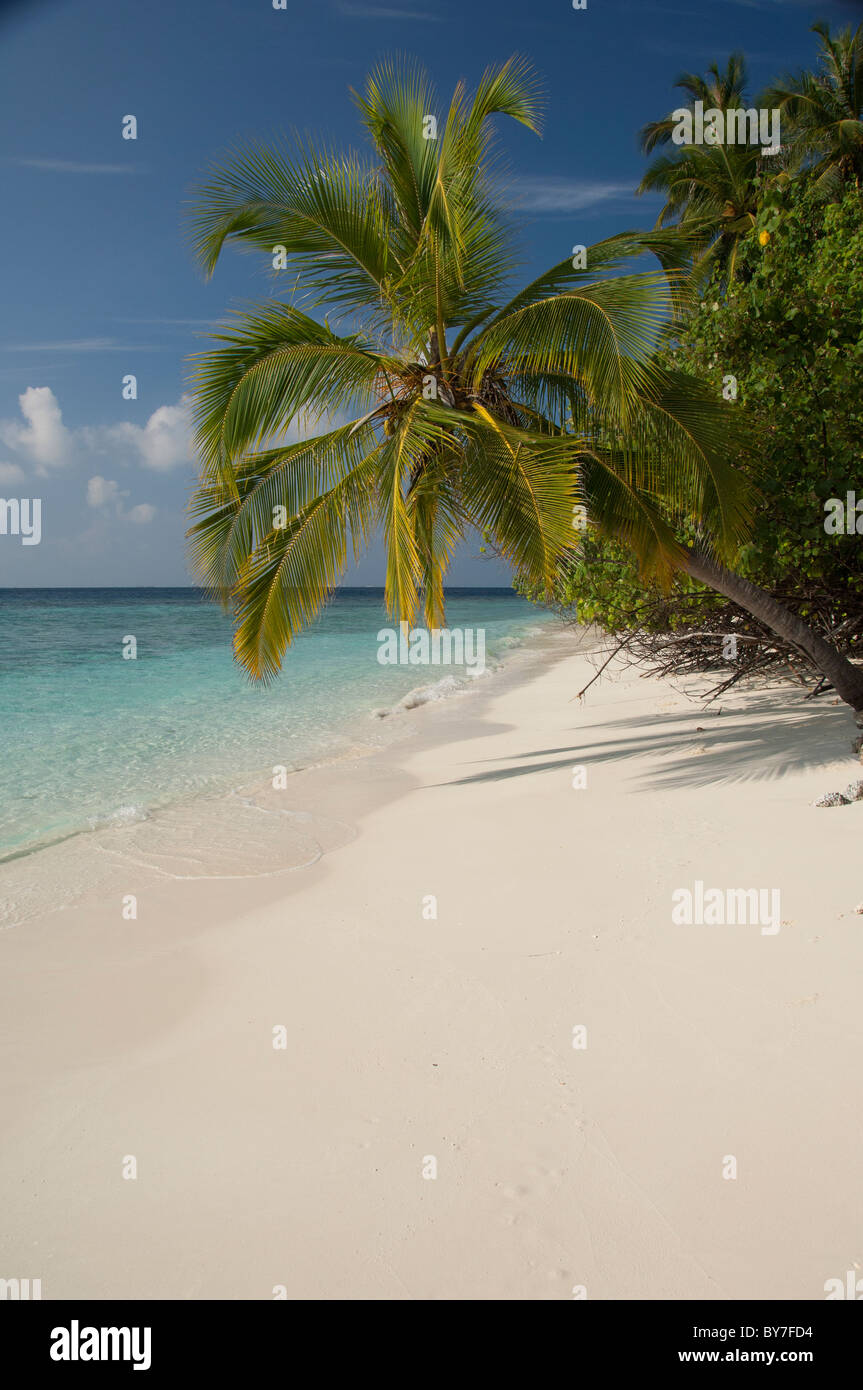 Maldives, North Male Atoll, Island of Kuda Bandos. Palm trees on white ...