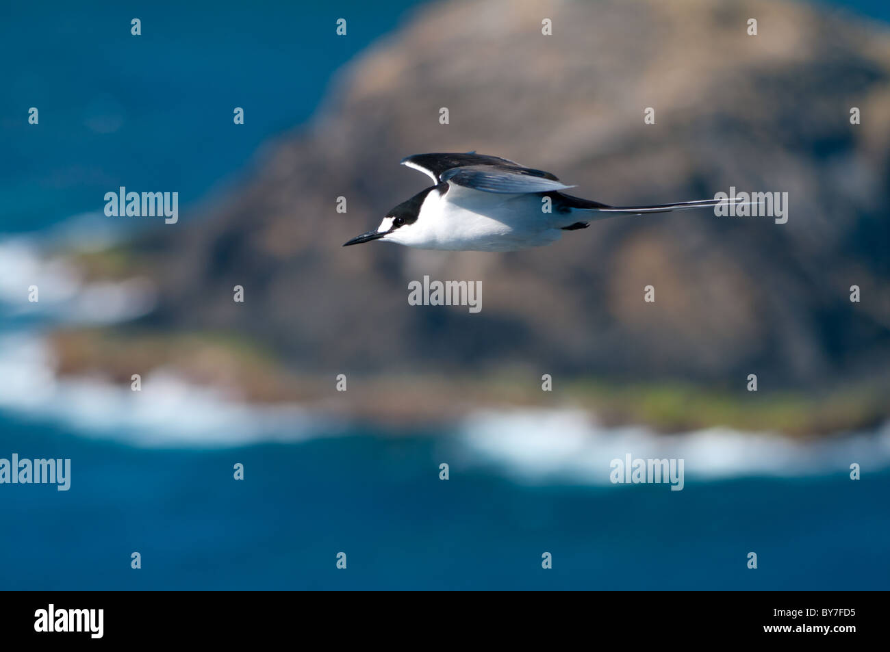 Sooty Tern (Sterna fuscata) on Lord Howe Island Stock Photo - Alamy