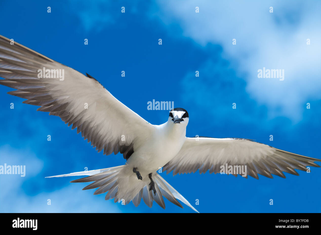 Sooty Tern (Sterna fuscata) on Lord Howe Island Stock Photo - Alamy