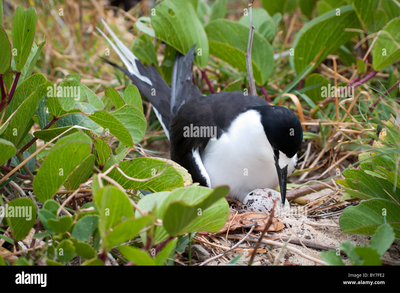 Sooty Tern (Sterna fuscata) with hatching egg Stock Photo - Alamy