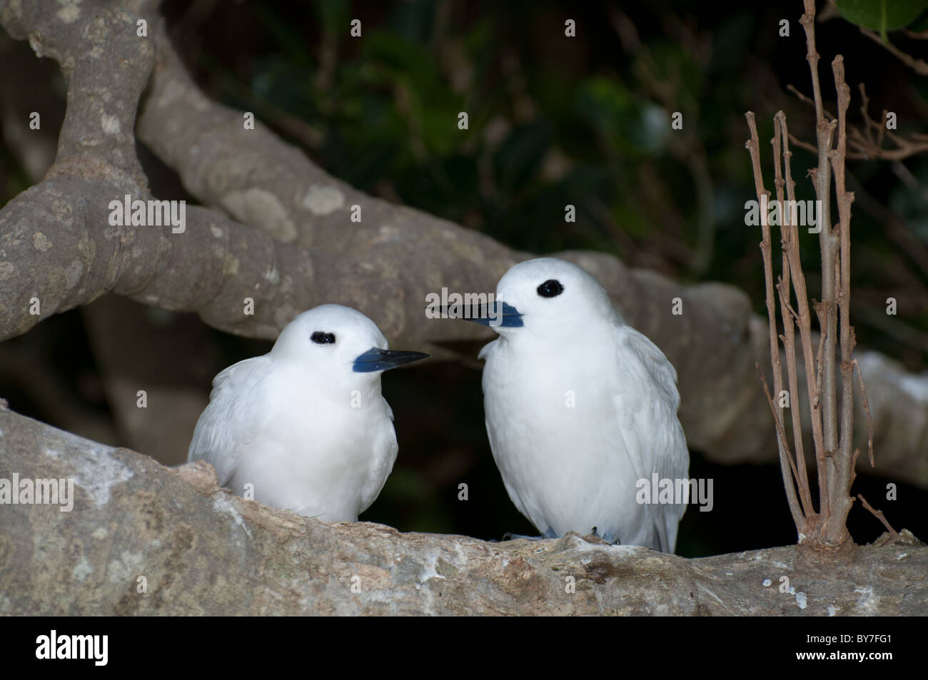 White Tern (Gygis alba) pair with egg in tree Stock Photo - Alamy
