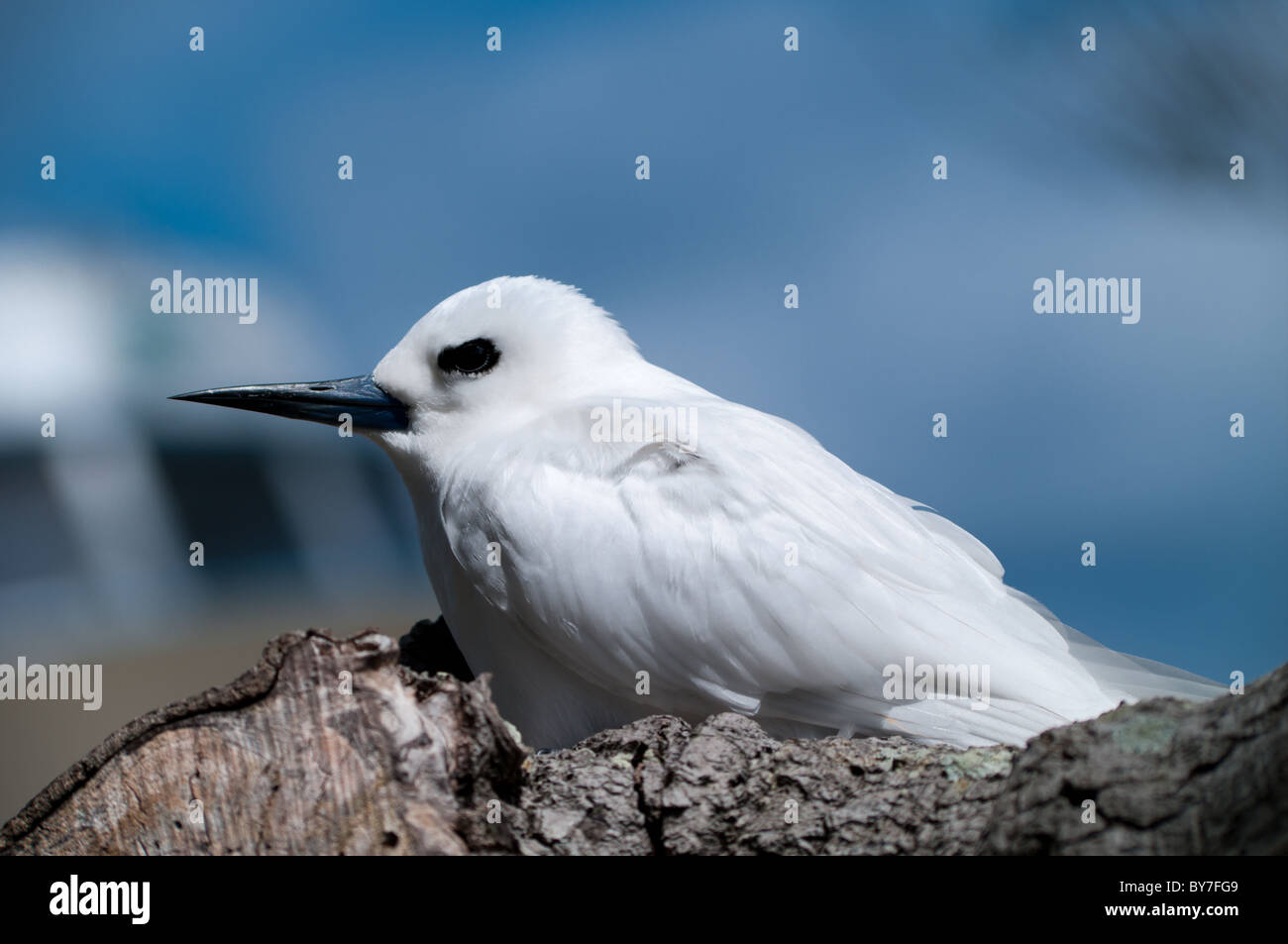 White Tern (Gygis alba) sitting on egg Stock Photo - Alamy