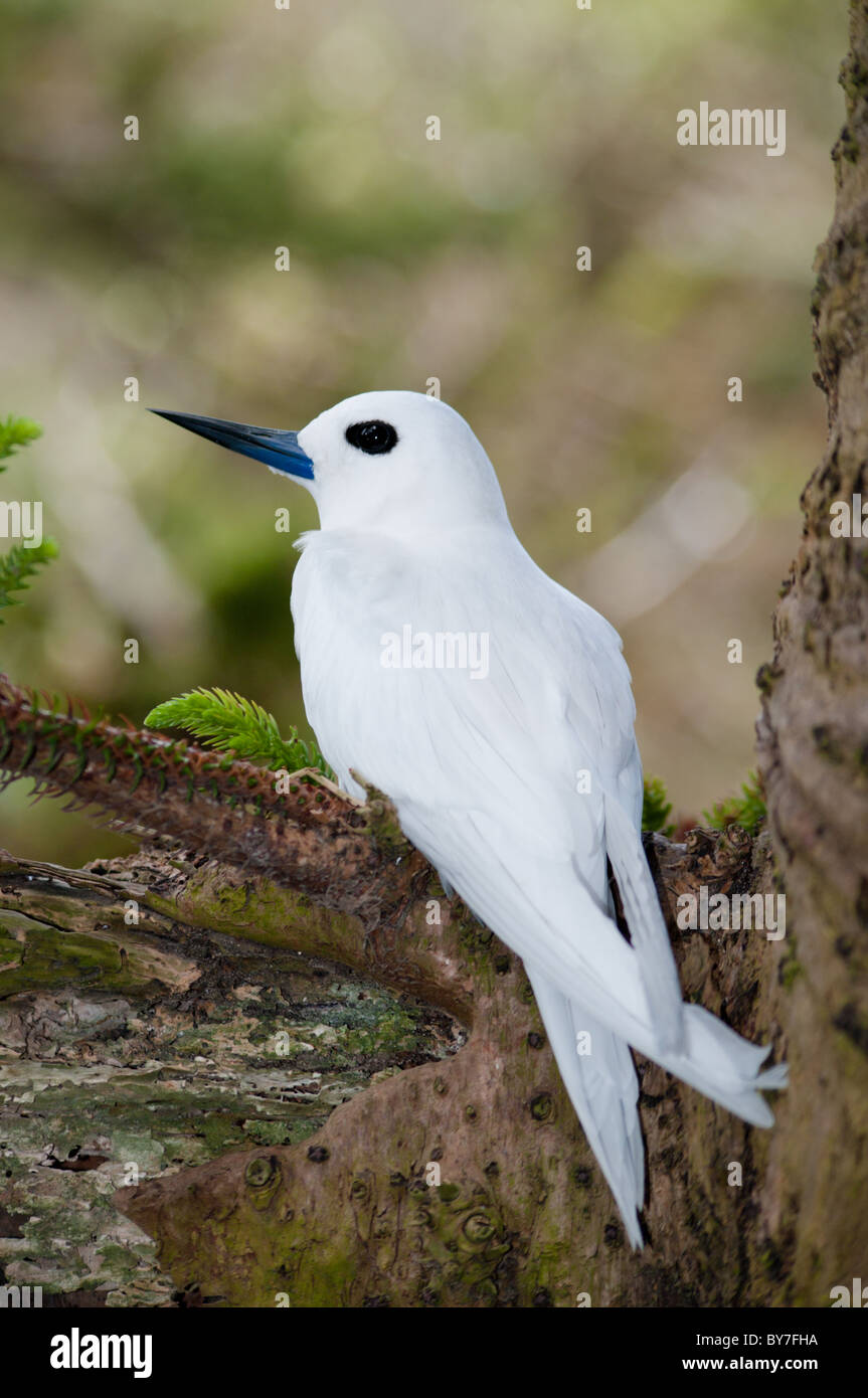 White tern gygis alba hi-res stock photography and images - Alamy