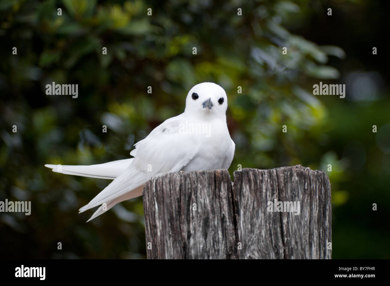 Beautiful White Tern (Gygis alba) nesting on post Stock Photo - Alamy