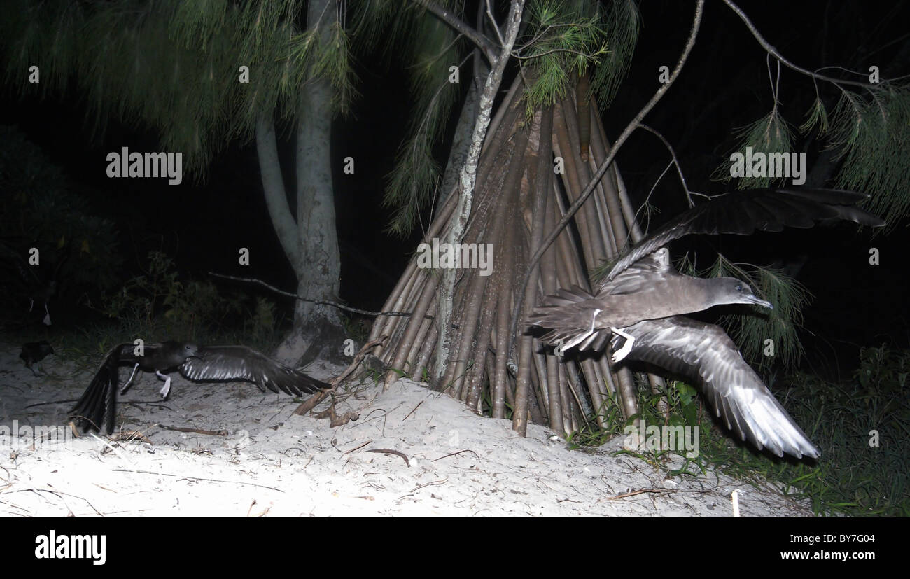 Muttonbirds (Puffinus pacificus) on their pre-dawn "runway" from the ...