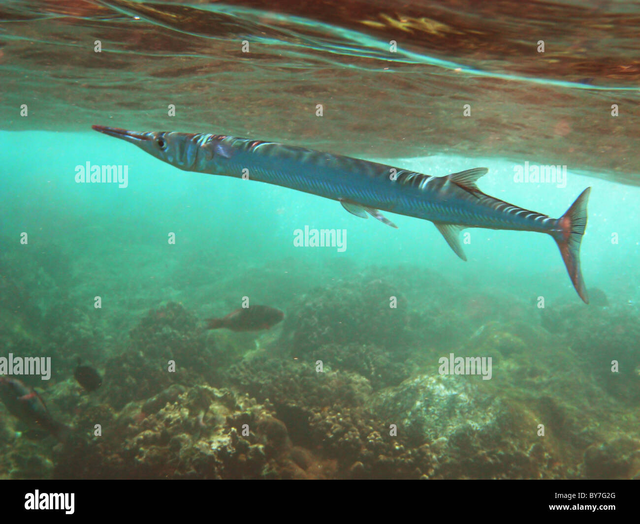 Crocodile Needlefish Attacks