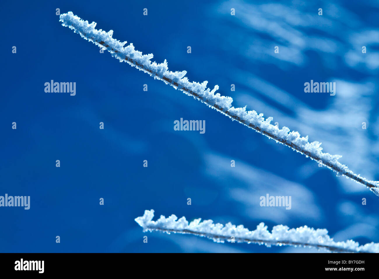 Brunch, ice crystals, Winter Stock Photo - Alamy