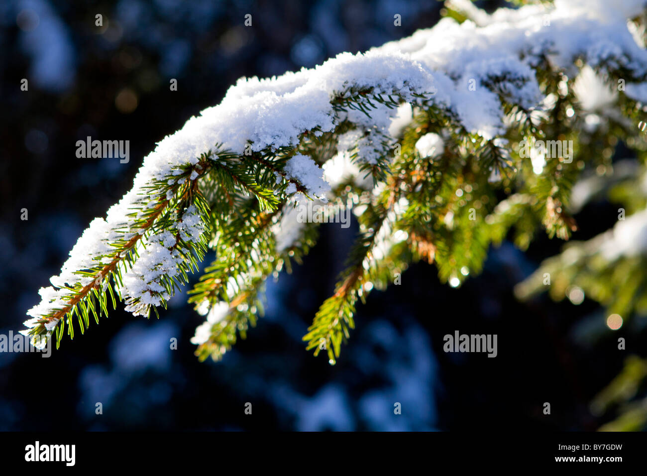 Fichte zweig symbol hi-res stock photography and images - Alamy