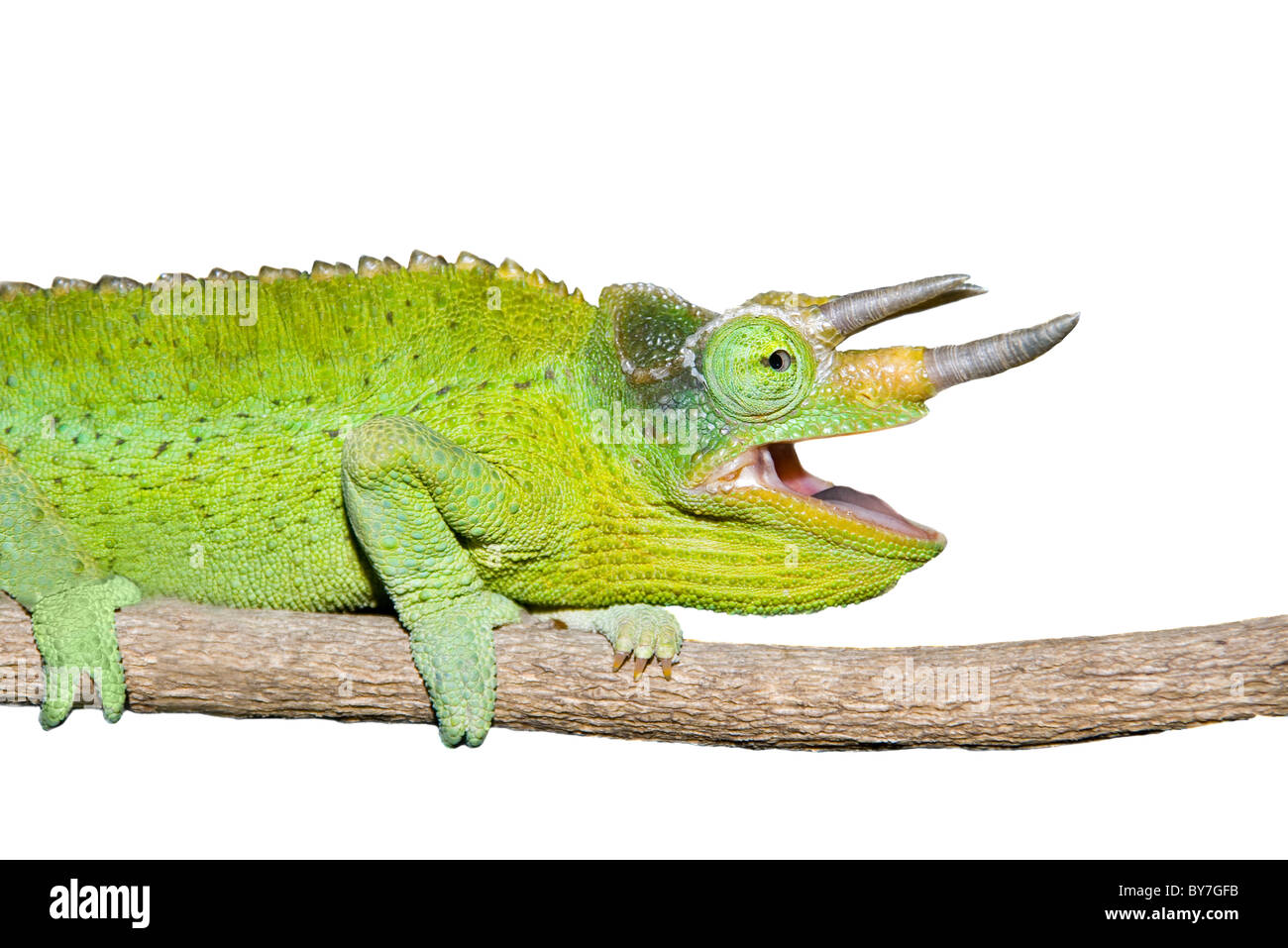 Foot of chameleon hi-res stock photography and images - Alamy