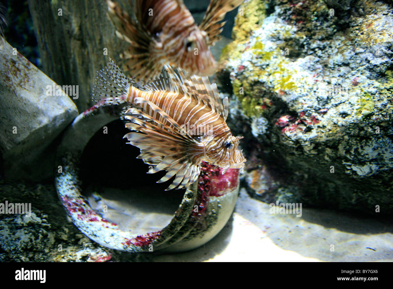 Venomous Lion-Fish also known as a Scorpion-Fish, Fire-Fish Stock Photo ...