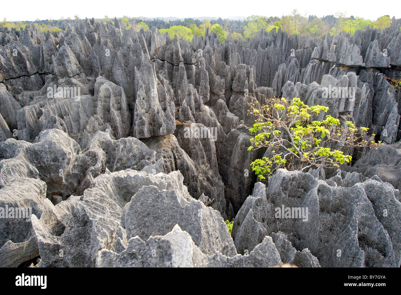 Tsingy de bemaraha national park hi-res stock photography and images ...