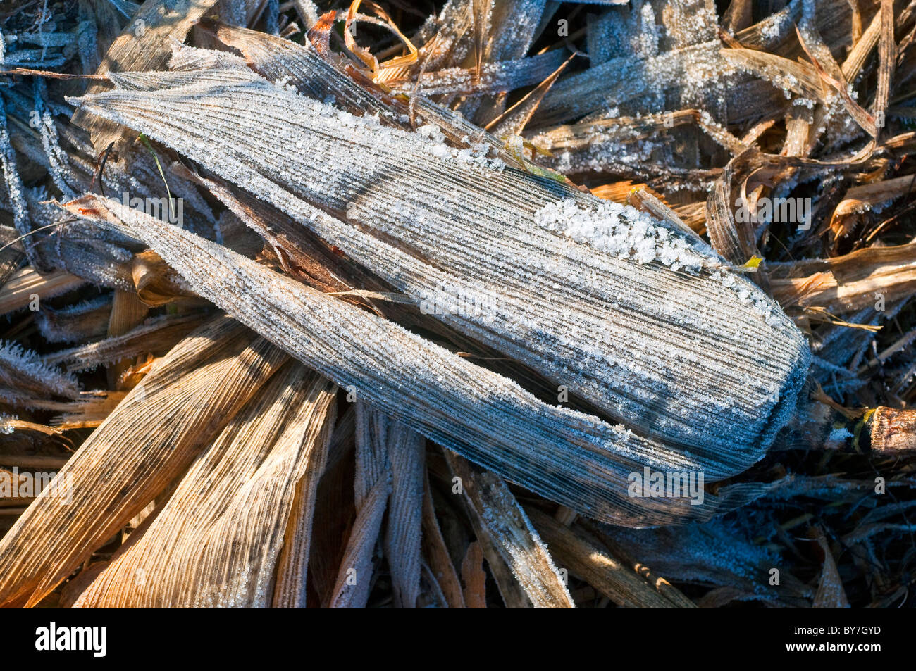 Frosty remains of harvested maize / sweet corn - Indre-et-Loire, France ...