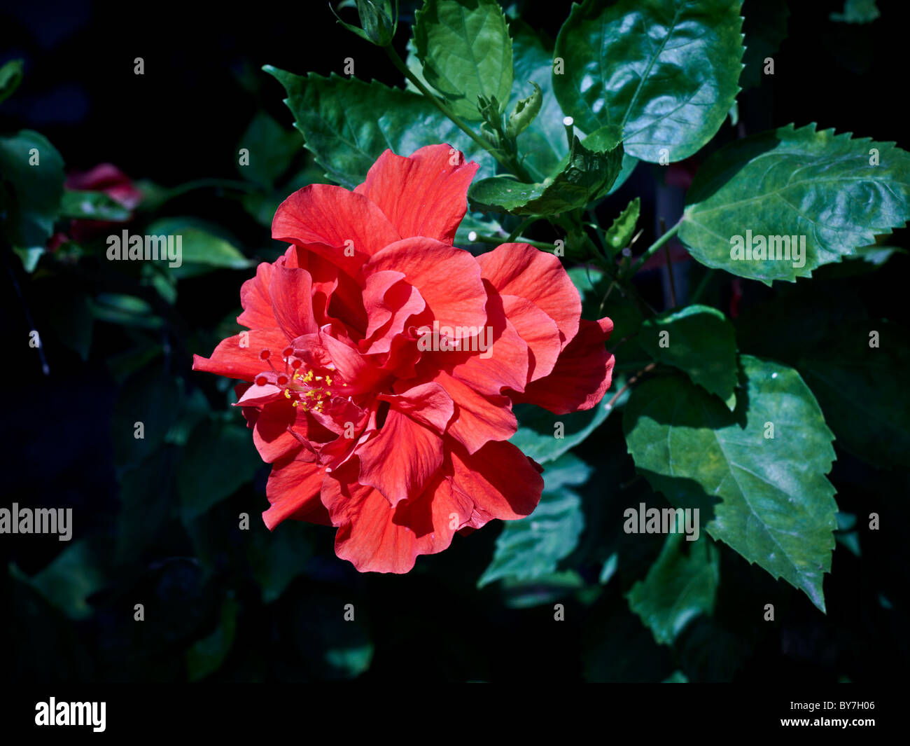 Red hibiscus flower against hi-res stock photography and images - Alamy