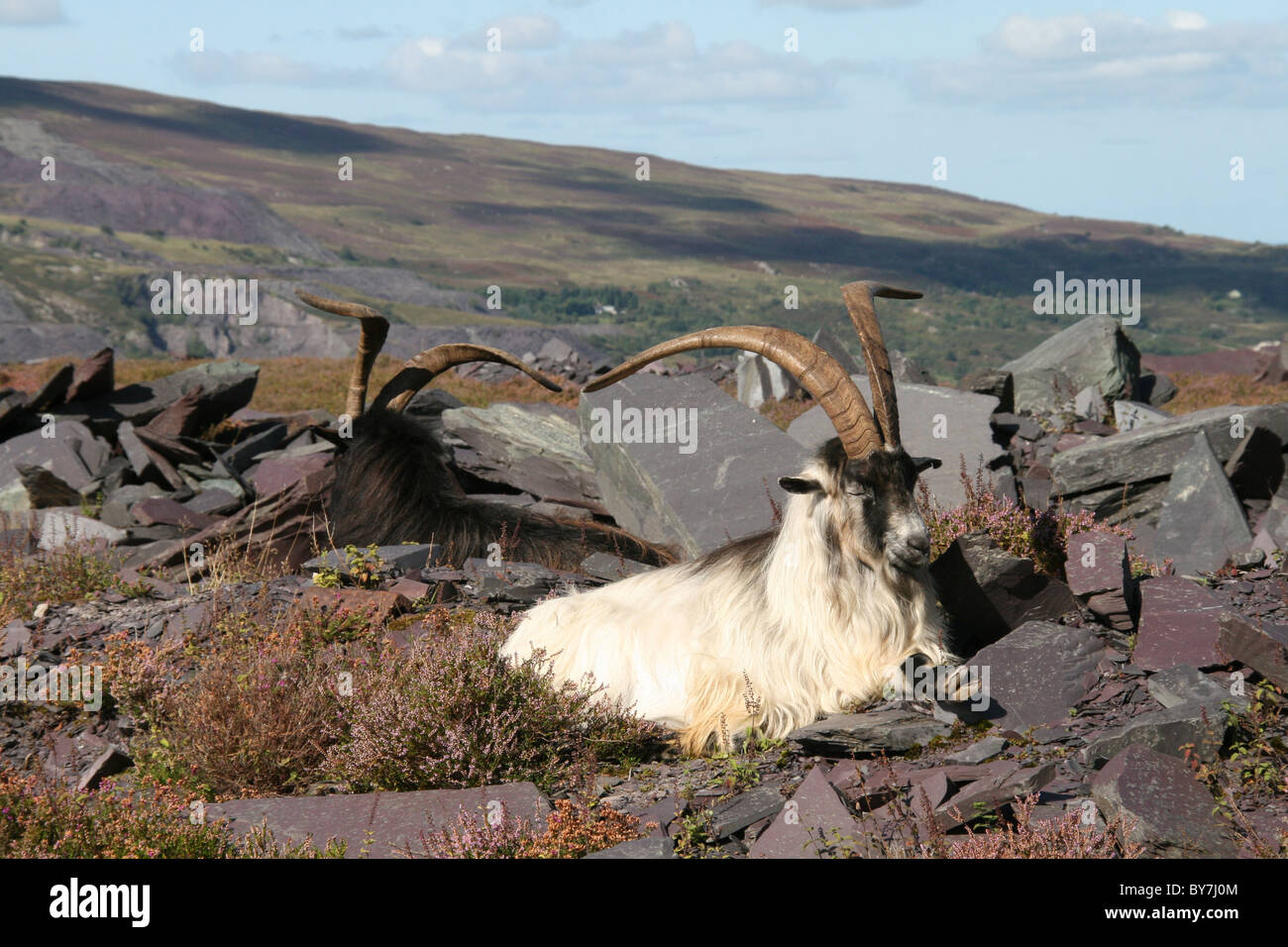 wild welsh mountain goat in dinorwic quarry, north wales Stock Photo ...