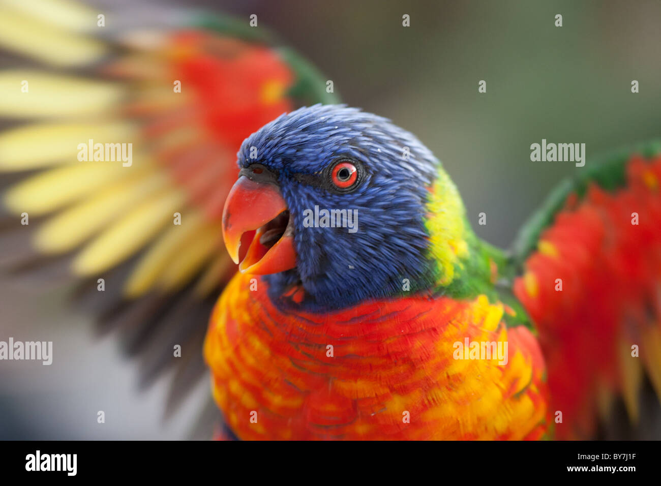 Squawking parrot hi-res stock photography and images - Alamy