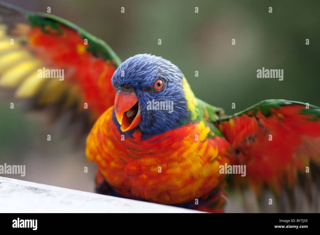 Squawking parrot hi-res stock photography and images - Alamy
