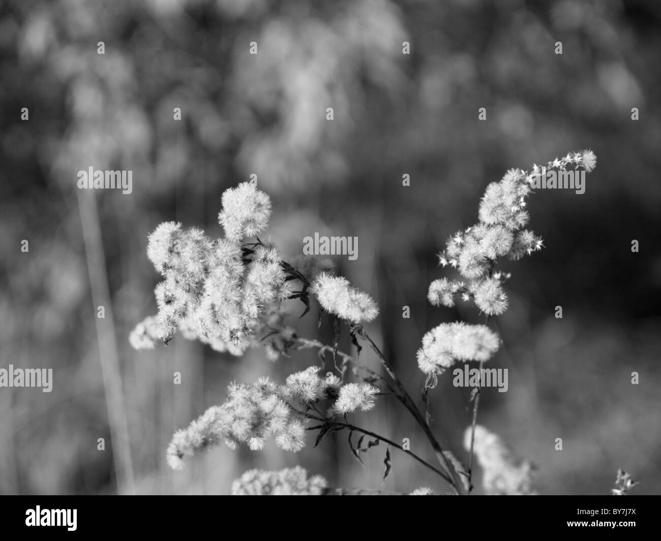 Soft landscapes hi-res stock photography and images - Alamy