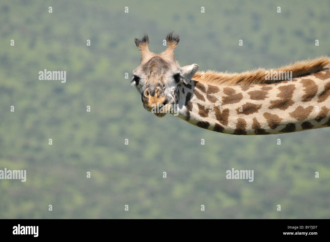 Giraffe Yawning