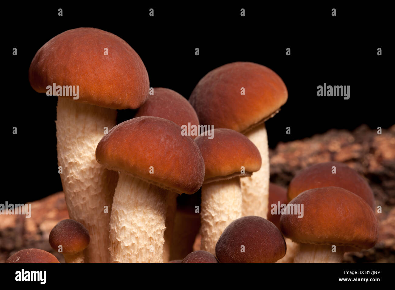 Poplar mushroom hi-res stock photography and images - Alamy