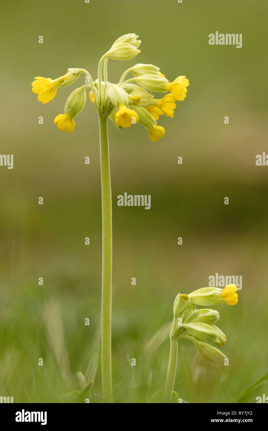 Cowslip (Primula veris ), spring, Yorkshire, UK Stock Photo - Alamy
