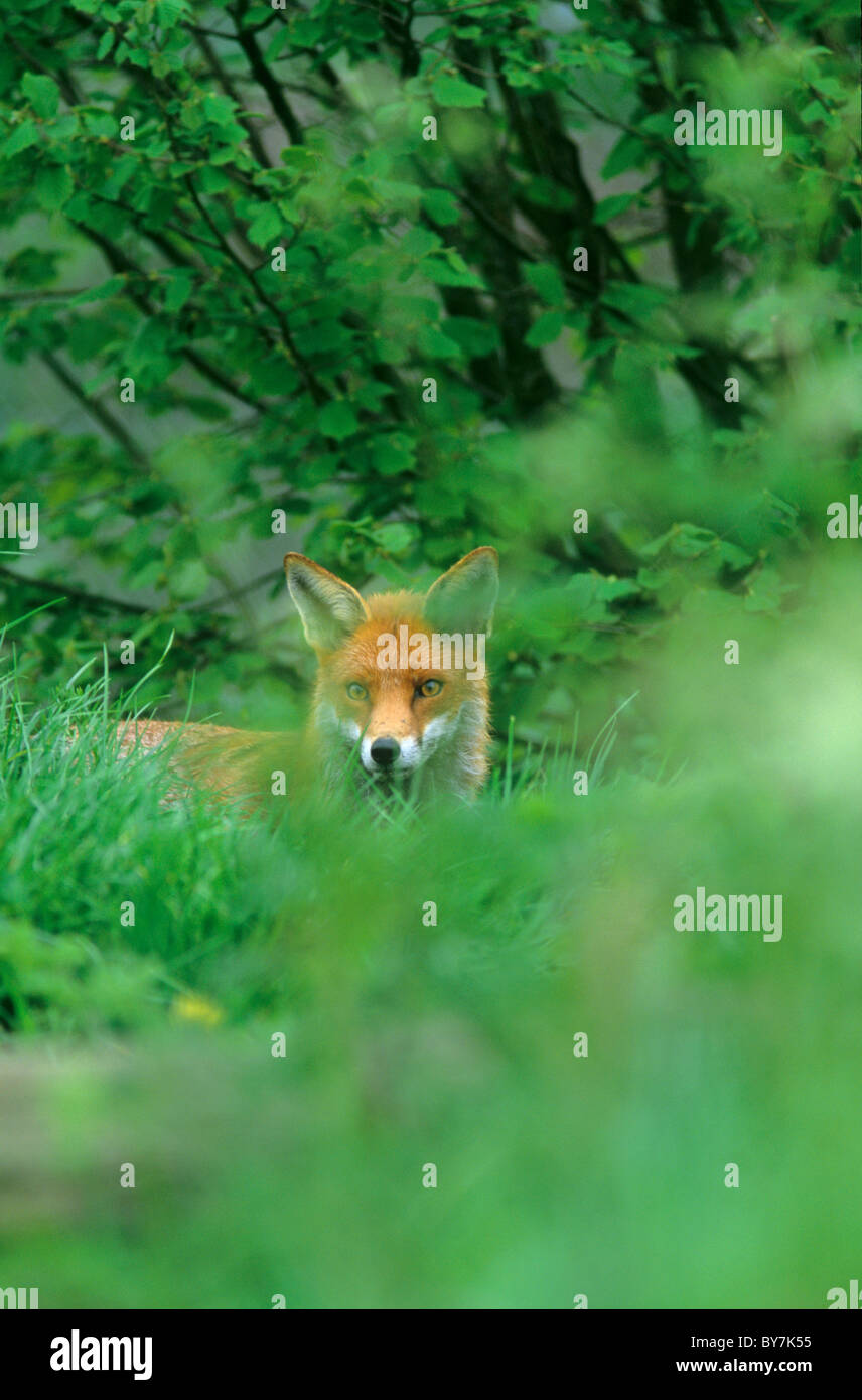 Red fox stalking (Vulpes vulpes), Surrey, UK Stock Photo - Alamy