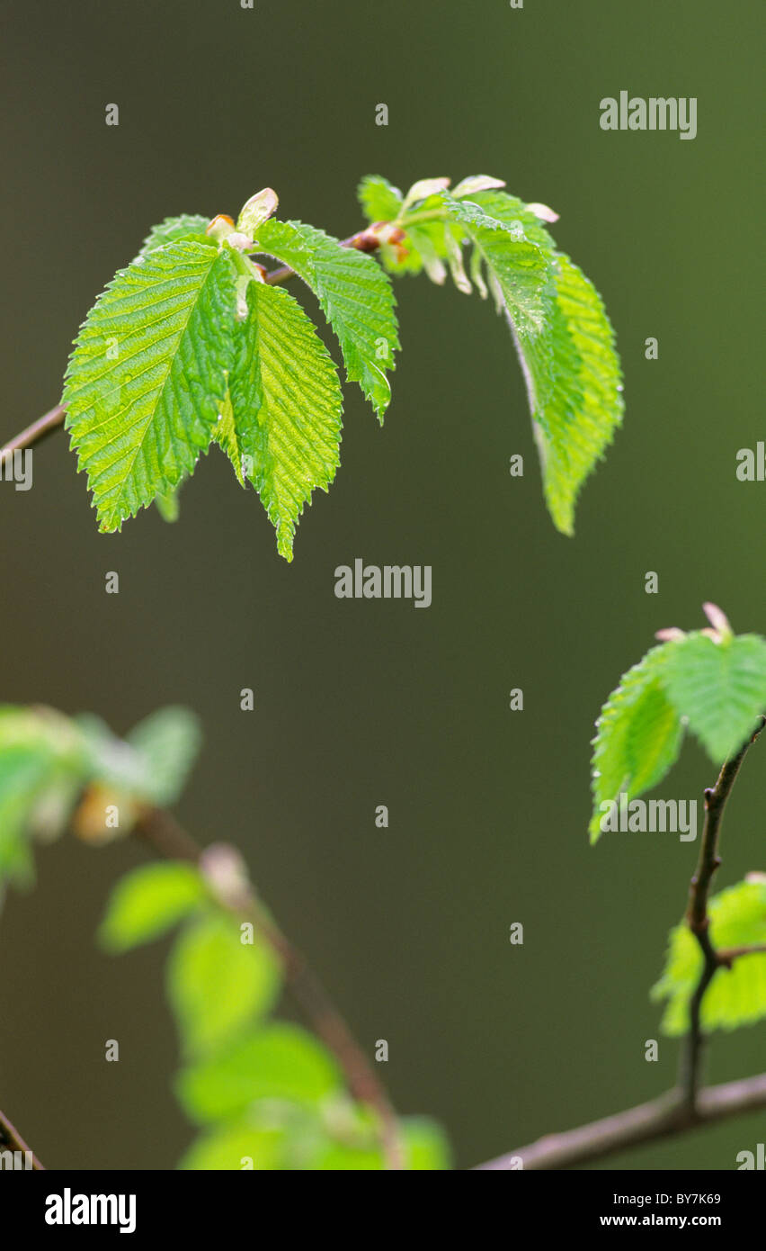 English elm tree ulmus procera hi-res stock photography and images - Alamy