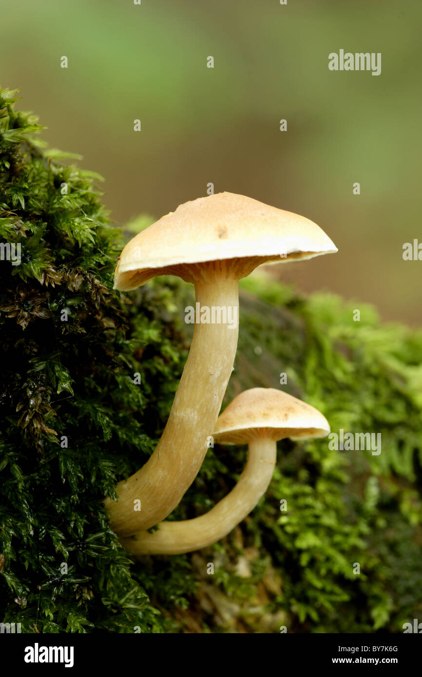 Fungi on woodland floor, Yorkshire, England Stock Photo - Alamy