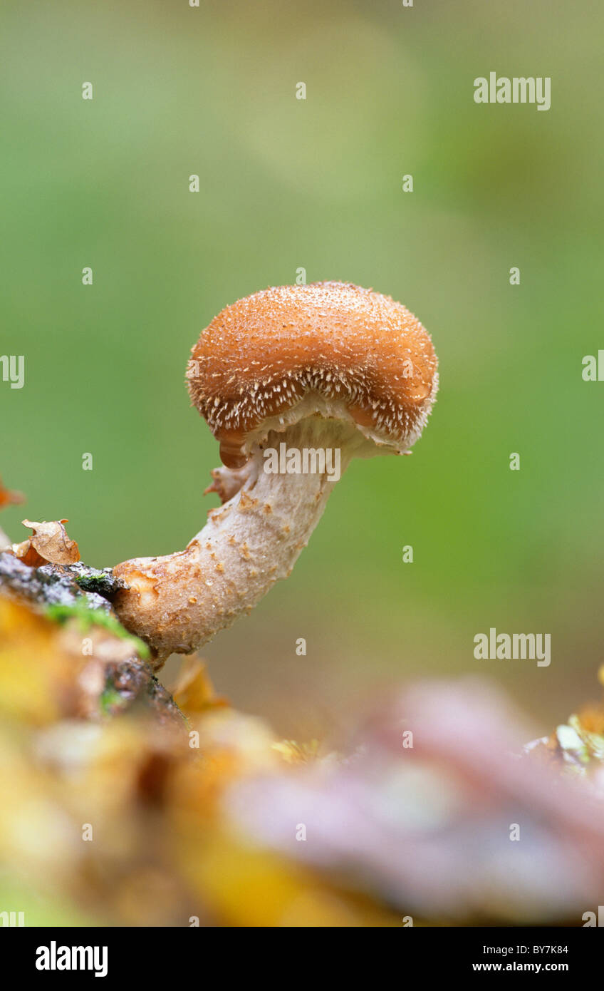 Fungus on woodland floor, Yorkshire, England Stock Photo - Alamy