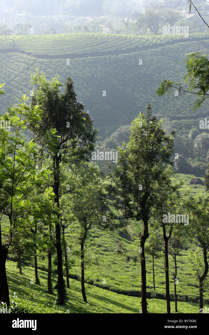 tea plantations in the scenic touristic hill station munnar,kerala ...