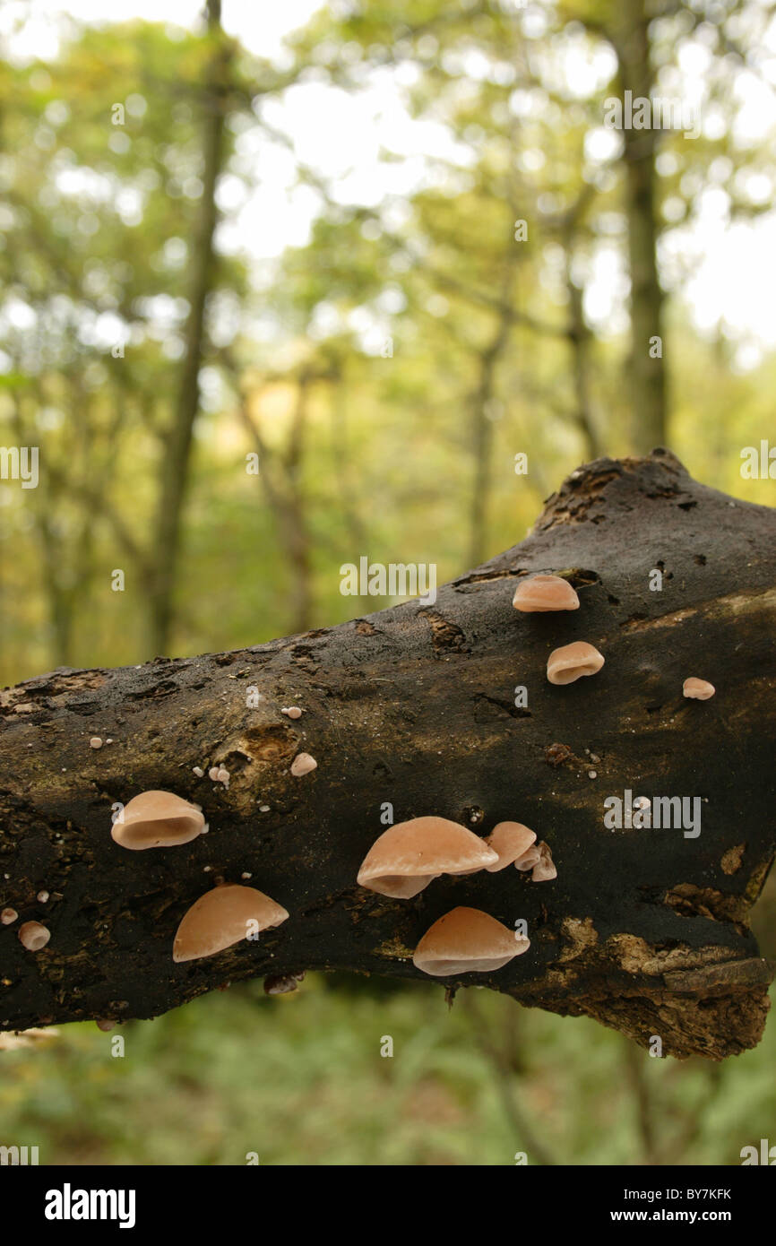 Jew's Ear fungi (Auricularia auricula-judae Stock Photo - Alamy