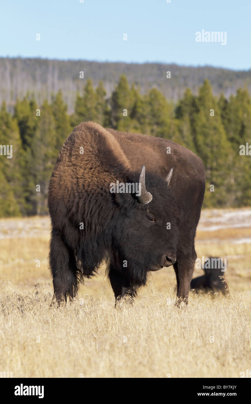 Alpha male american bison hi-res stock photography and images - Alamy